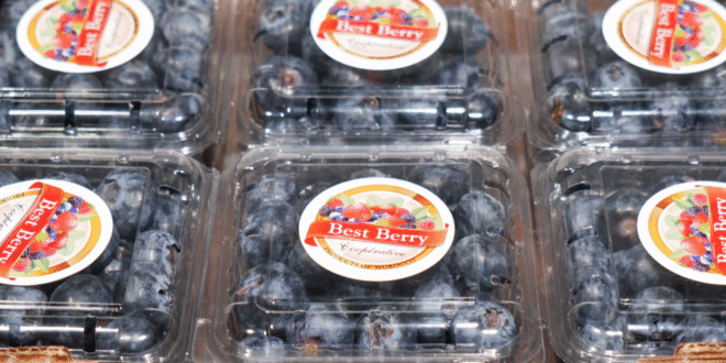 Fruits rouges : la production de myrtilles et de framboises marocaines ...