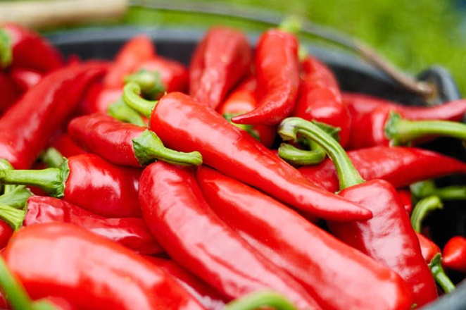 Conduite technique du piment rouge