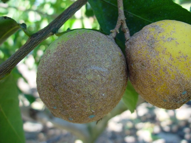 Cochenille: Programme de lutte pour un verger d’agrumes sain - AgriMaroc.ma