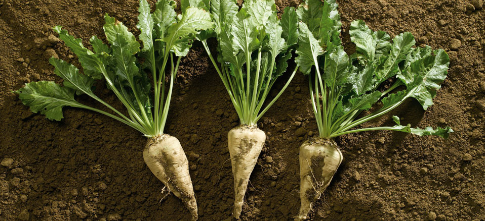 Irrigation localisée de la betterave à sucre : Mode d'emploi – AgriMaroc.ma