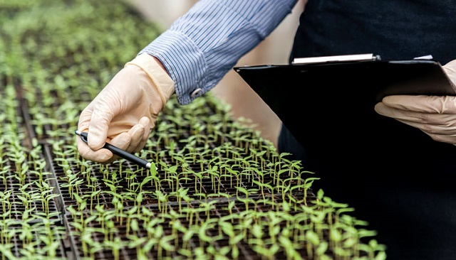 OGM ou non ? Les « New breeding techniques » en stand-by - AgriMaroc.ma