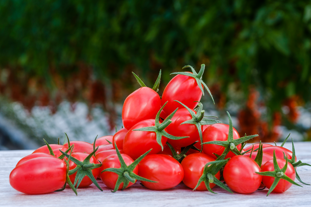 Syngenta : 4 variétés de tomate cerise allongée résistantes au ToBRFV ...