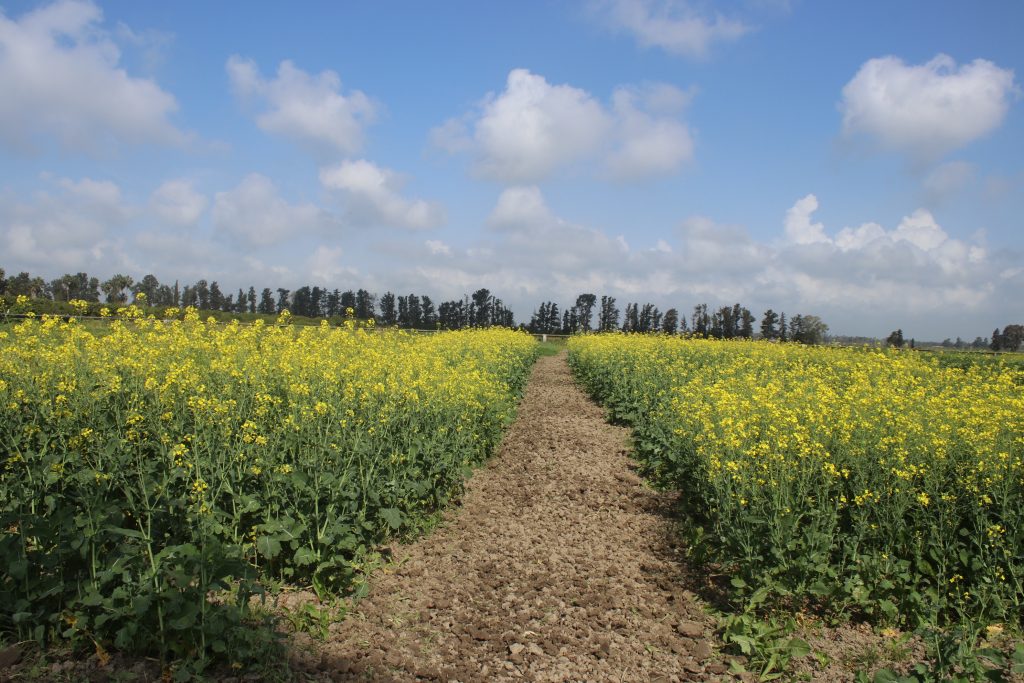 Nouvelle variété de colza « Alia » inscrite au catalogue officiel