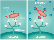 Alltech : Actigen® chez les veaux – AgriMaroc.ma