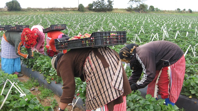 Les femmes ont leur place dans l'agriculture marocaine
