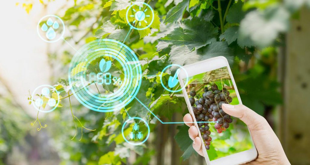 L’agriculture marocaine à l’ère de l’AgriTech : un modèle pour l ...