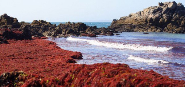 Pénurie d'algue rouge marocaine, microbiologie - AgriMaroc