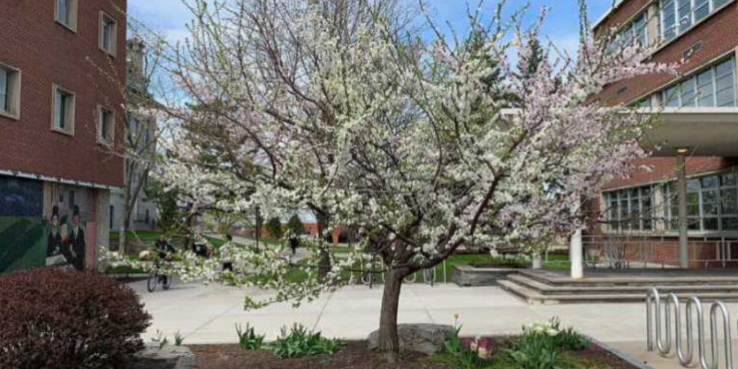 Greffage : Connaissez vous l'Arbre de Frankenstein ? – AgriMaroc.ma