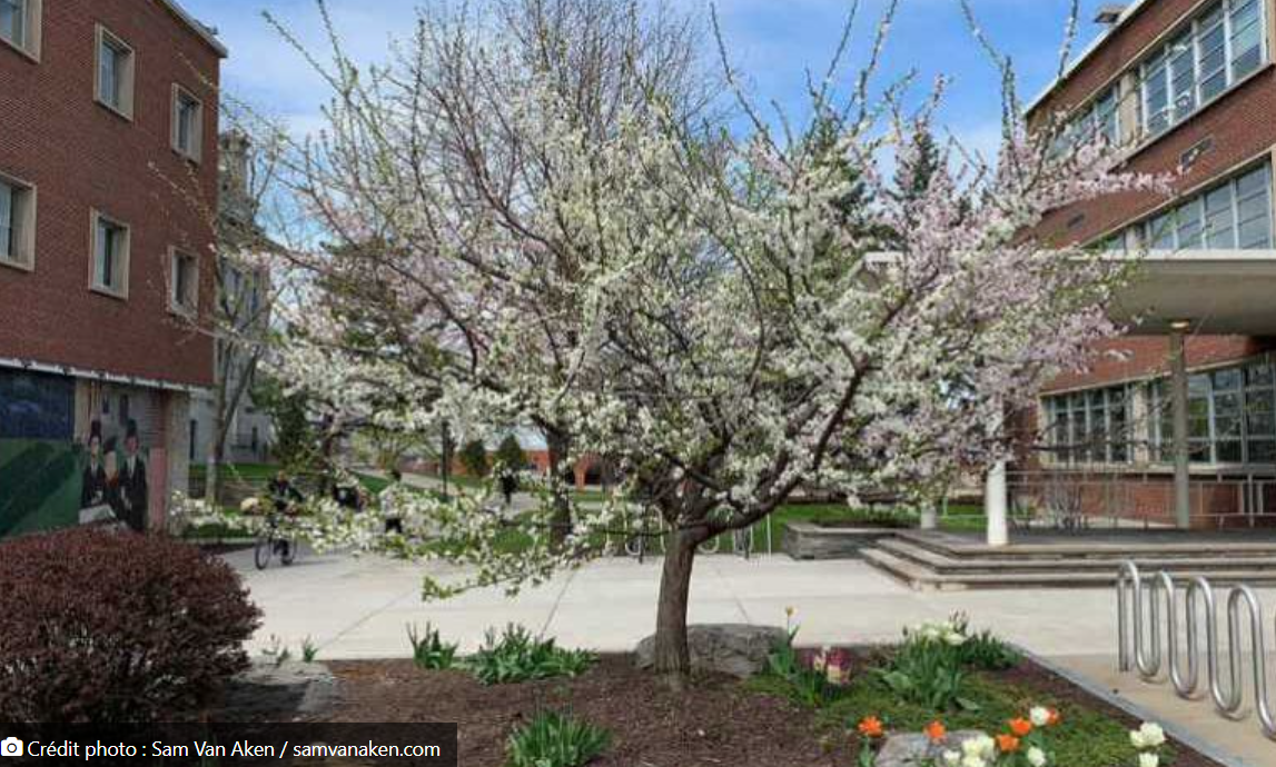 Greffage : Connaissez vous l'Arbre de Frankenstein ? – AgriMaroc.ma