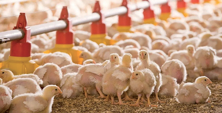 Aviculture : M. Sadiki s'entretien avec les professionnels de la FISA ...