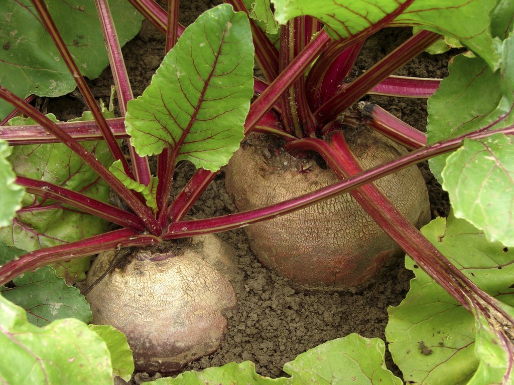 La culture de la betterave potagère au Maroc