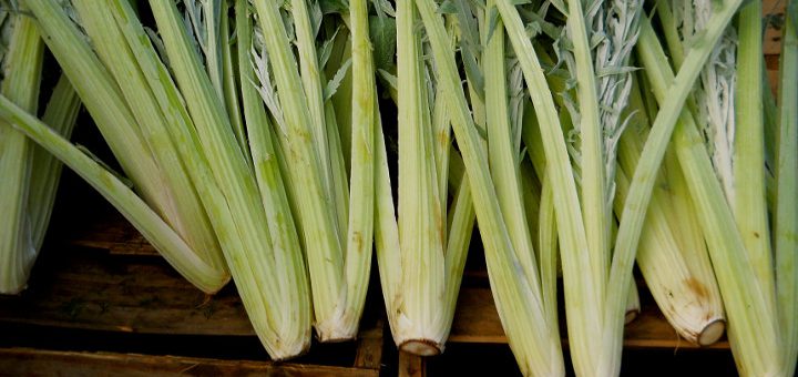 Fiche technique de la culture du cardon au Maroc