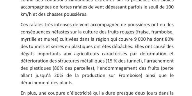 Tempête : Les producteurs de fruits rouges dans le Gharb/Loukkos ...