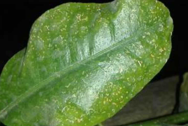 Les Acariens des Agrumes – AgriMaroc.ma