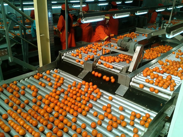 Conditionnement des fruits et légumes au Maroc