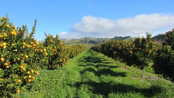 Conditionnement des fruits et légumes au Maroc