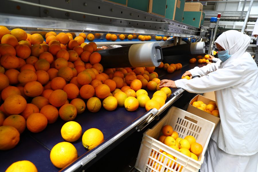L'Égypte reste le premier exportateur d'oranges au monde