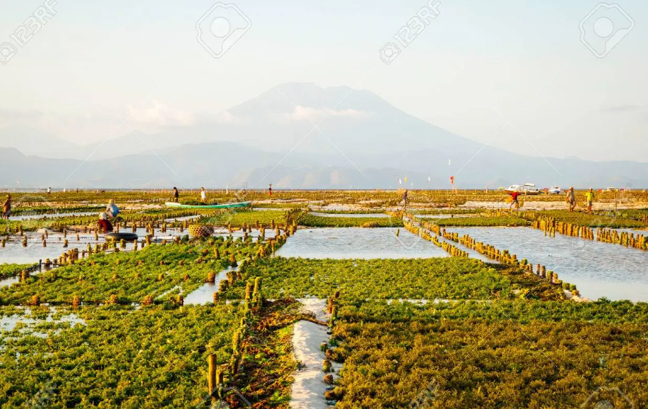 La production d'algue, nouvel eldorado ? – AgriMaroc.ma