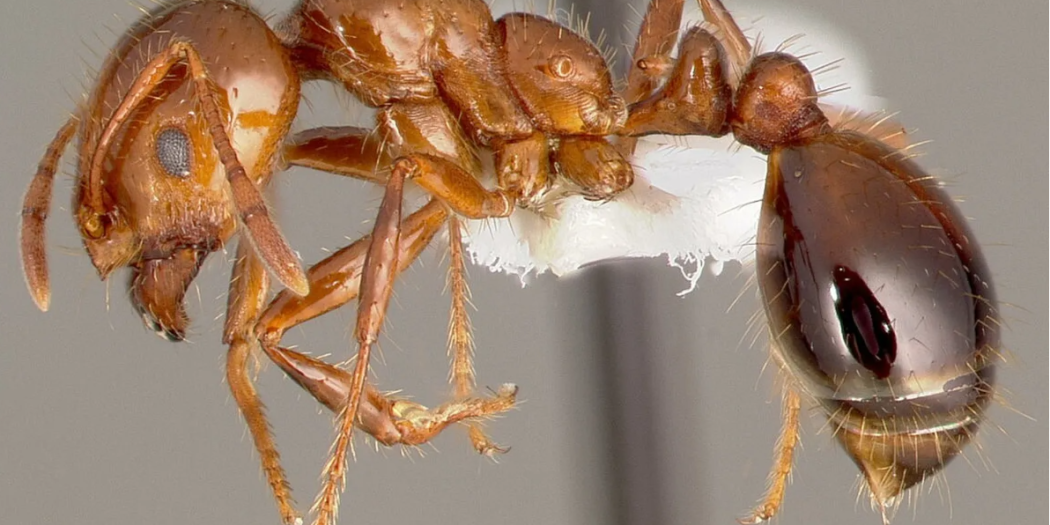 La Fourmi de Feu inquiète les pays de la Méditerranée – AgriMaroc.ma