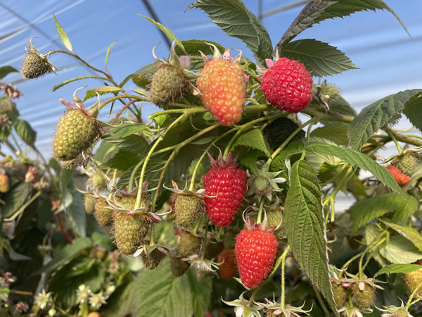 La récolte de framboises est bonne et se stabilise au Maroc – AgriMaroc.ma