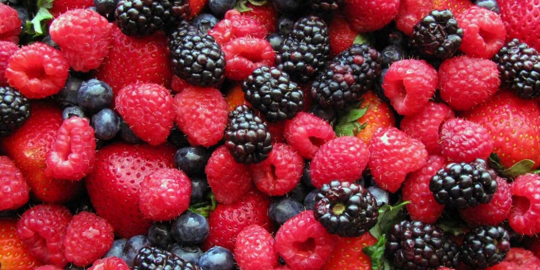 Les fruits rouges marocains sont de plus en plus prisés en Europe