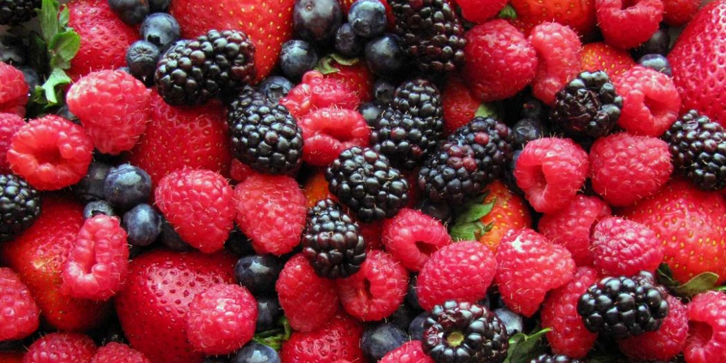 Fruits rouges : une filière en plein essor – AgriMaroc.ma