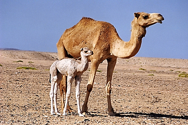 L'élevage camelin au Maroc: Quel type pour quel avenir