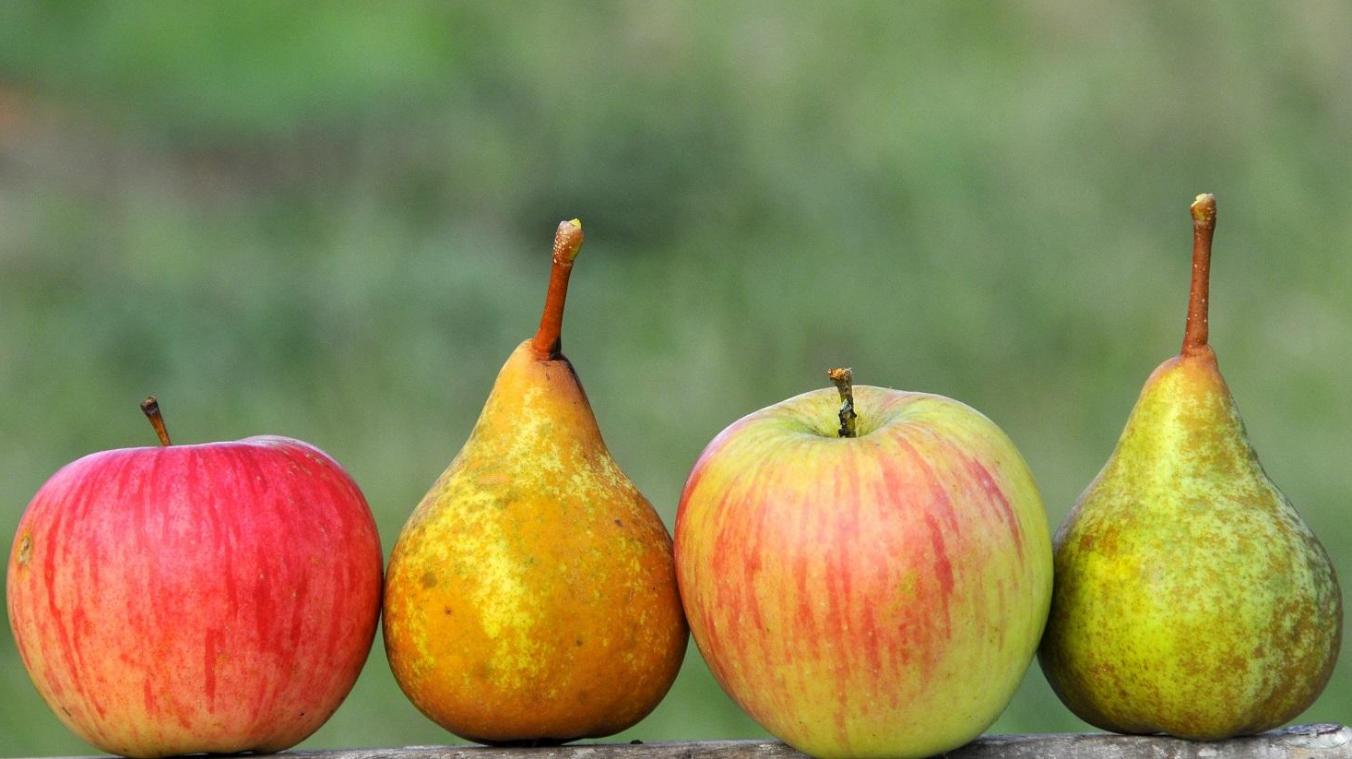 Les pommes et poires belges séduisent de plus en plus les Marocains