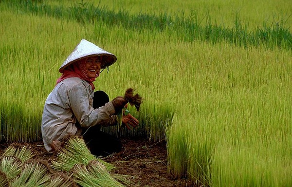 Une production de plus de 33 millions t de riz prévue en Thaïlande