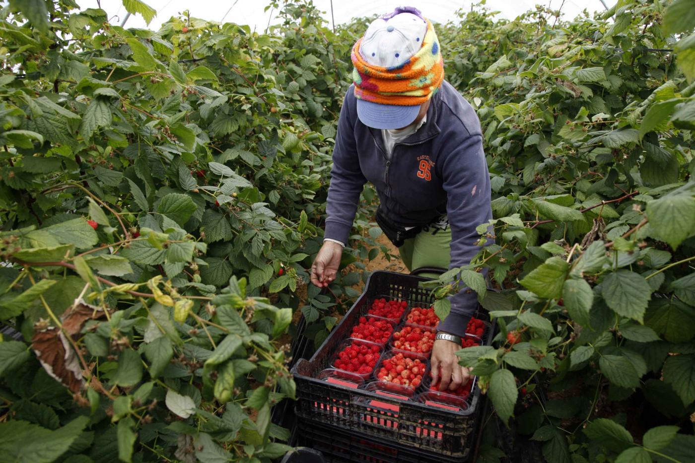 La production des fruits rouges au Maroc ne connaît pas la crise ...