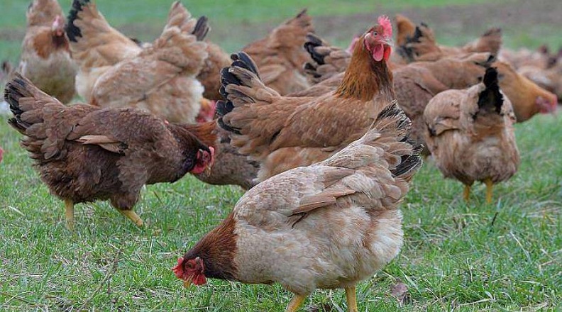 Secteur avicole: baisse des prix - AgricMaroc.ma