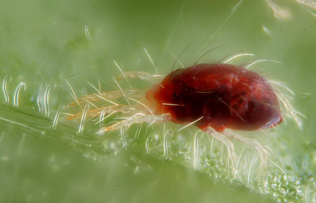 Les Acariens des Agrumes – AgriMaroc.ma