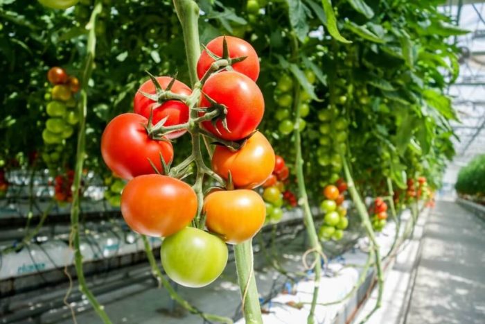 Les Pays-Bas poursuivent leur expansion dans la culture de tomates sous ...