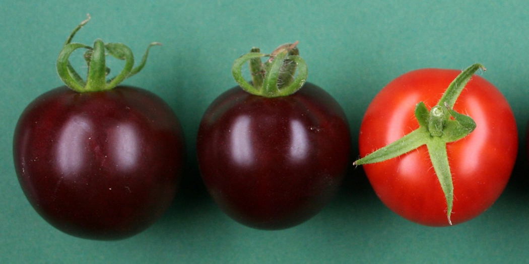 Bientôt des tomates violettes ? – AgriMaroc.ma